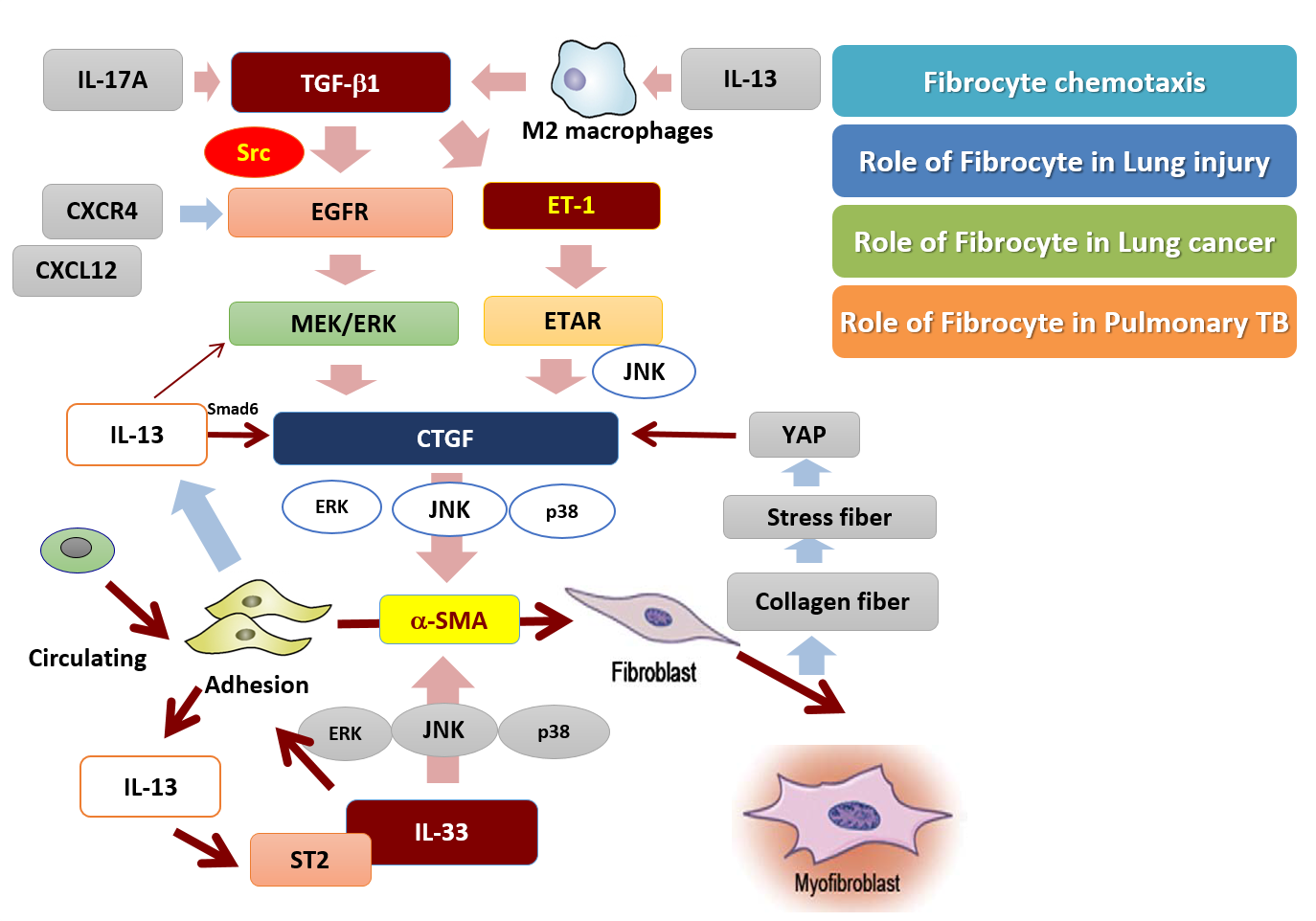 [ISSUE CoM] Meeting the future challenge. TMU Research Center for ...